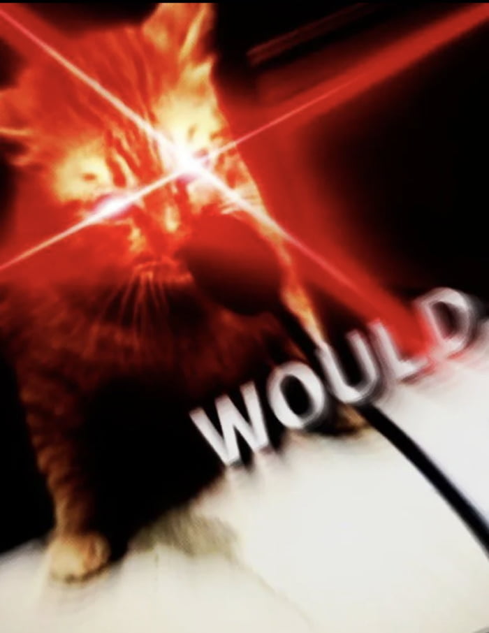 Would Cat - Memes